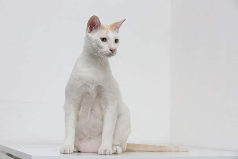 Are Abdominal Fat Pads on Cats Normal? Our Vet Answers - Catster