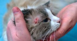 My Cat Has Sores Behind Their Ears, What's Wrong? Our Vet Explains ...