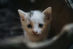 Anatolian Cat: Info, Pictures, Traits & Facts - Catster