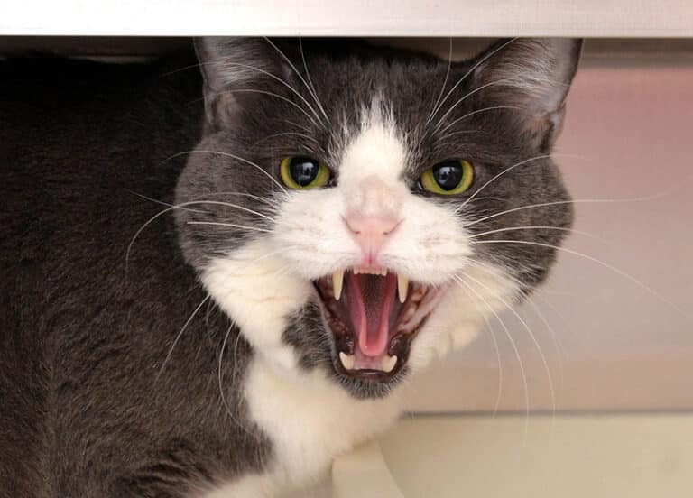 4 Angry Cat Sounds & Vet Approved Tips on How to Calm Them - Catster