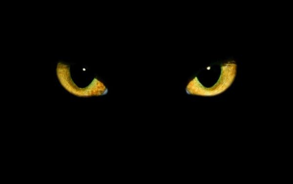 Are Demon Cats Real? Myths & History Revealed - Catster
