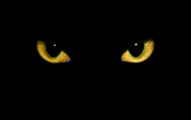 Are Demon Cats Real? Myths & History Revealed - Catster
