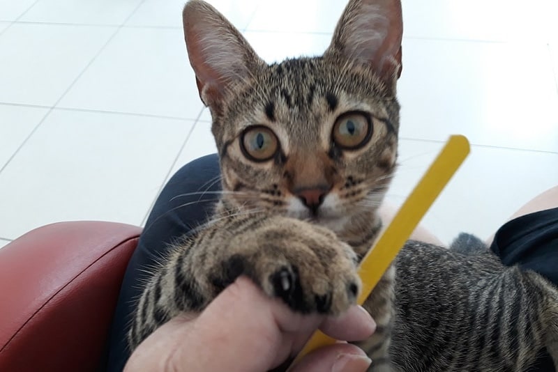 Cat Nails Splitting? Vet Approved Facts & Recommendations - Catster