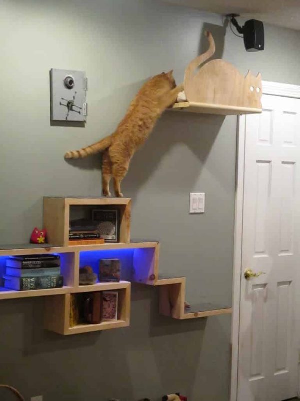 10 DIY Cat Climbing Wall Plans for Your House (With Pictures) - Catster