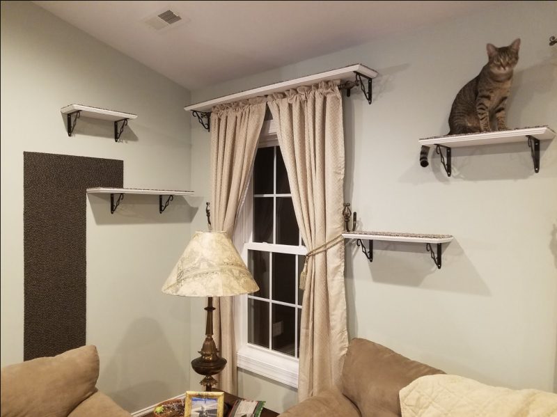 10 DIY Cat Climbing Wall Plans for Your House (With Pictures) - Catster