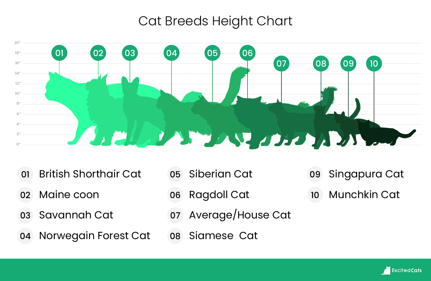 Cat Size Chart By Breed At Oliver Silas Blog