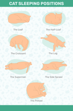 Why Do Cats Sleep in a Ball? 3 Possible Reasons - Catster