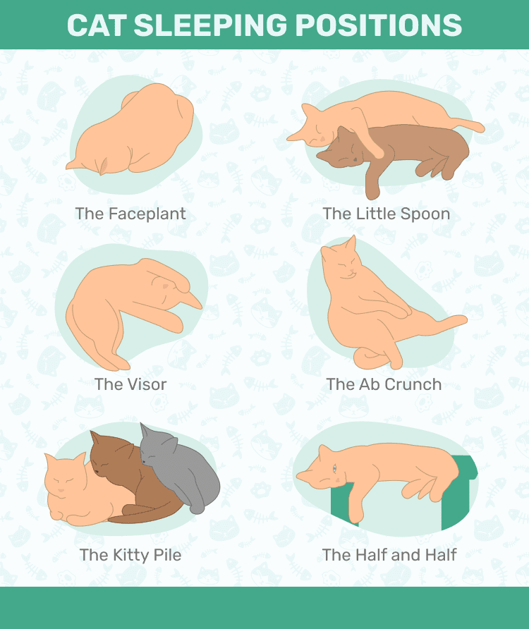 13 Cat Sleeping Positions Explained (With Pictures) - Catster