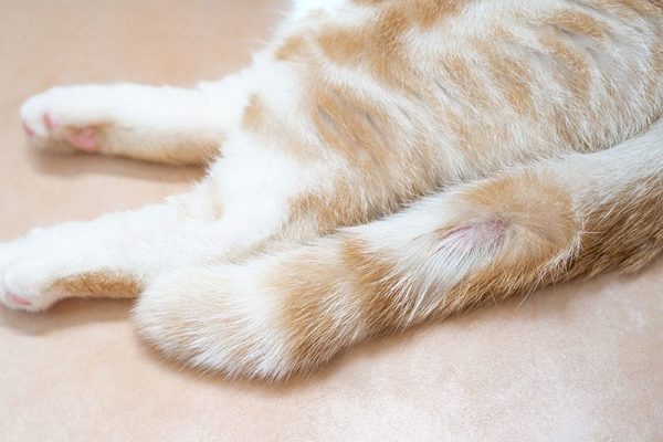 Stud Tail in Cats: Vet Approved Signs, Causes, & Treatments - Catster