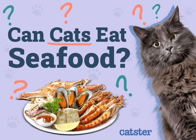 Can Cats Eat Fish Bones? Vet-Reviewed Feeding Facts - Catster