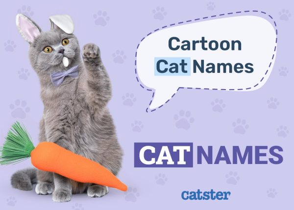 250 Cartoon Cat Names: Ideas for Charismatic & Comical Kitties - Catster