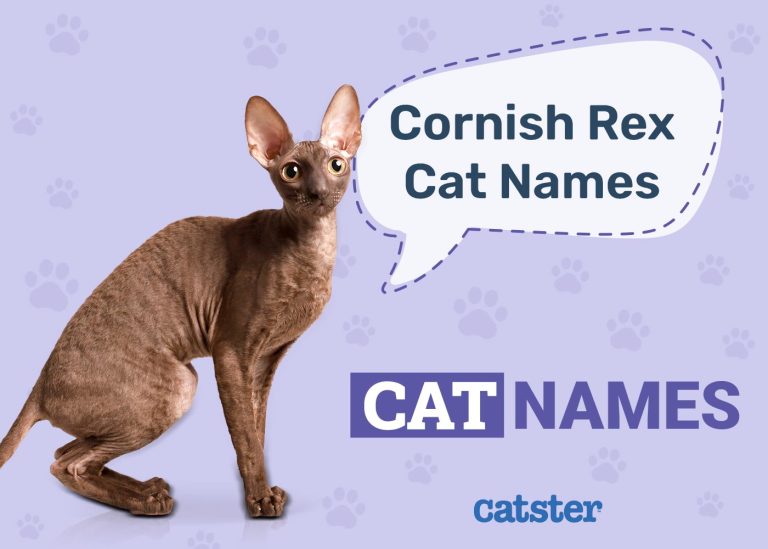Cornish Rex Cat: Breed Info, Pictures, Traits & Facts - Catster