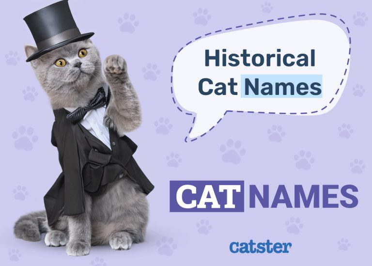 120 Historical Cat Names Inspired by Ancient Figures - Catster
