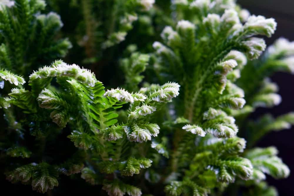 Are Frosty Ferns Toxic to Cats? Vet-Approved Facts & FAQ - Catster