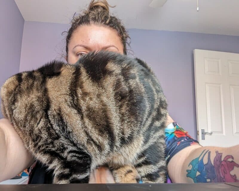 The Perils of Working From Home with a Demanding Cat - Catster