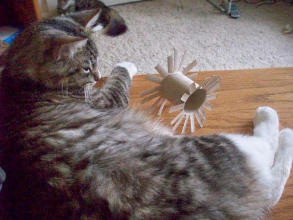 10 DIY Toilet Paper Roll Toys for Cats (With Pictures) - Catster