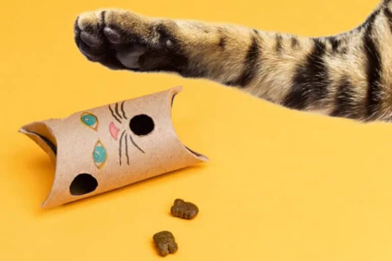 10 DIY Toilet Paper Roll Toys for Cats (With Pictures) - Catster