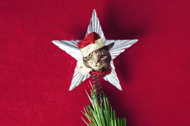 Cat Tree Topper Cat Tree Topper