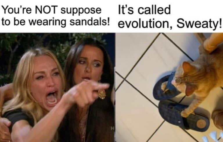 50 Woman Yelling at Cat Memes That Will Make You Laugh - Catster