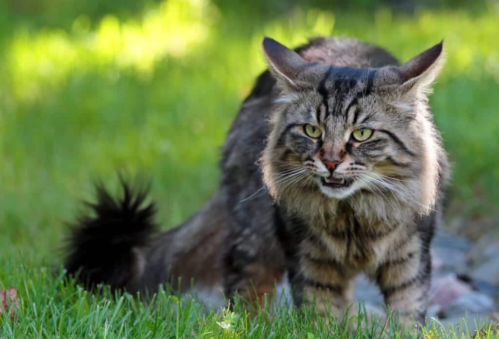 What Is the Flehmen Response in Cats? Our Vet Answers - Catster