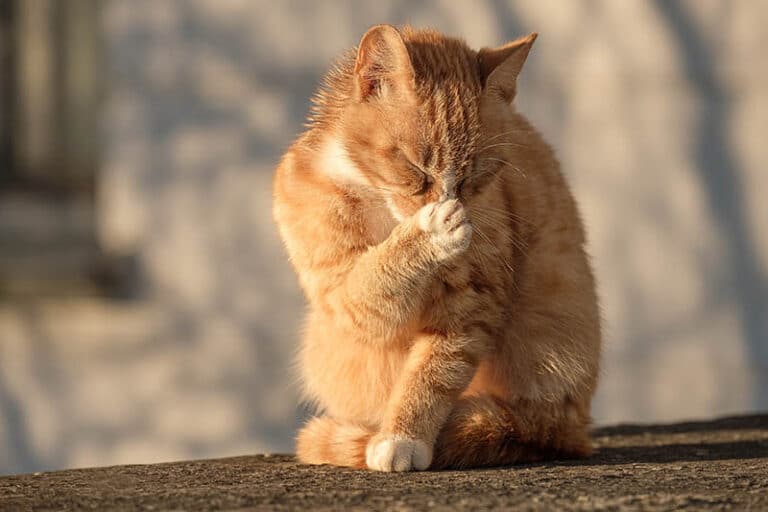 Cat Owners Beware: These Everyday Smells Drive Cats Crazy - Catster