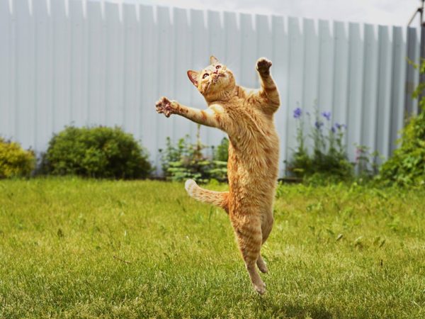 What Happens When Cats Fall Out of High Windows? (Vet-Answer) - Catster