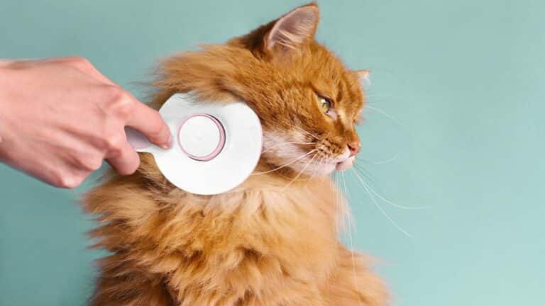 10 Best Cat Deshedding Tools in 2025 - Reviews & Top Picks - Catster