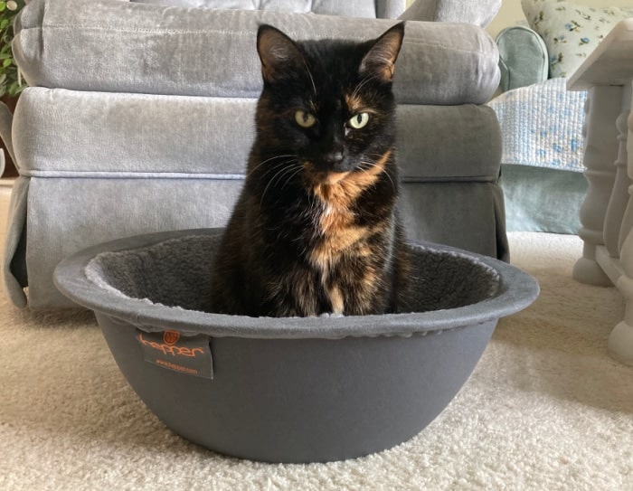 Hepper Nest Bed Review 2024: Features & Verdict (With Pictures) - Catster