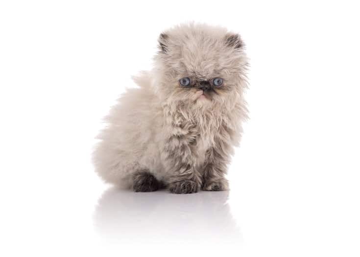 Himalayan Cat Breed Info: Pictures, Temperament & Traits - Catster