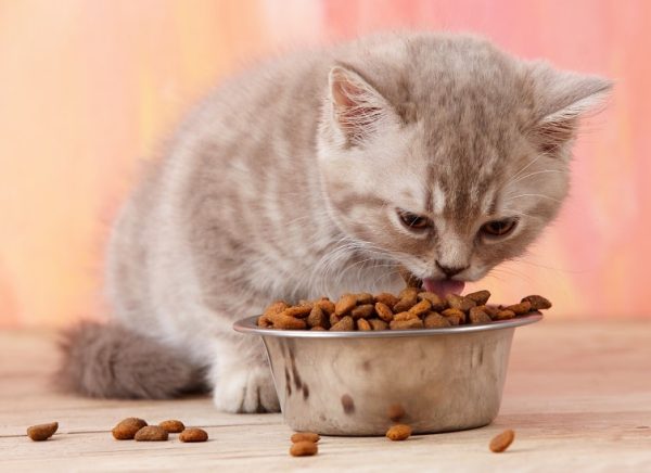 Nutrition For Kittens: Complete Vet-Approved Guide, Science, Health ...