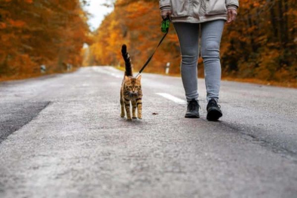 Tactical Cat Harnesses: How They Work, Vet-Reviewed Pros, Cons & FAQ ...