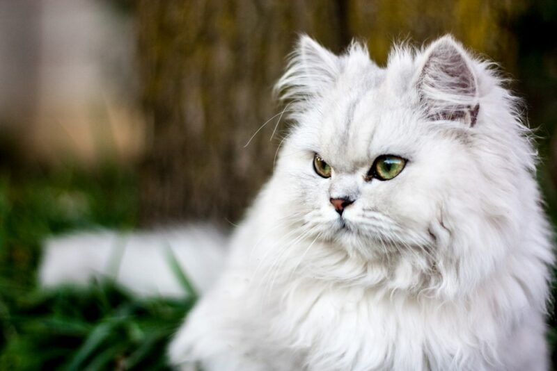 100+ Persian Cat Names: Ideas for Adorable, Posh & Regal Cats - Catster