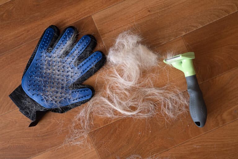 How to Clean Up Cat Hair: 10 Easy Ways - Catster