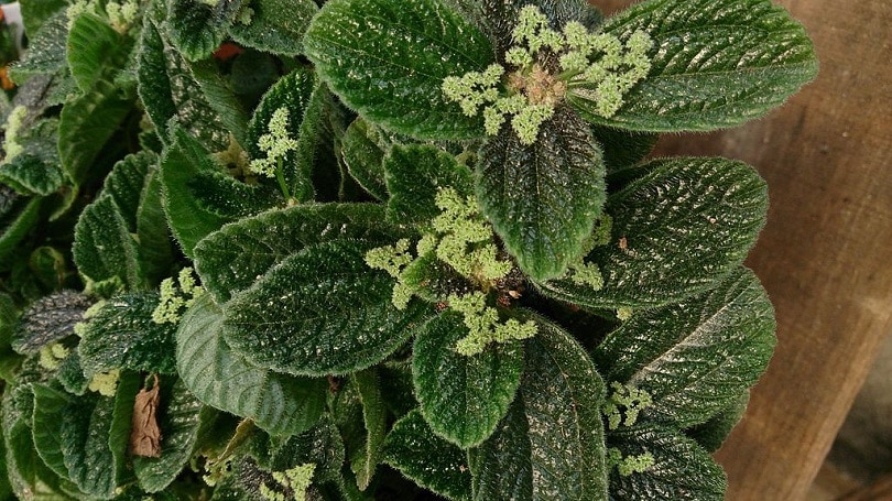 Is Pilea Toxic to Cats? Vet-Reviewed Houseplants Examined - Catster