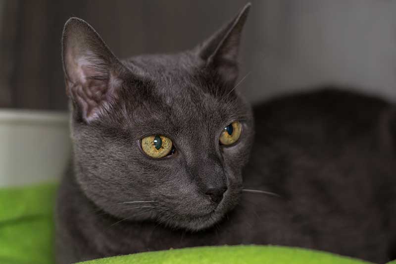 Iris Melanosis in Cats: Vet-Verified Signs, Causes & Treatment - Catster