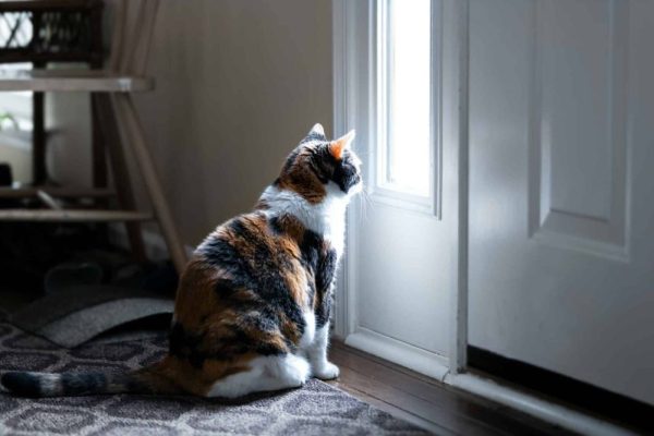 How to Cat-Proof Your House: 11 Vet-Approved Tips - Catster