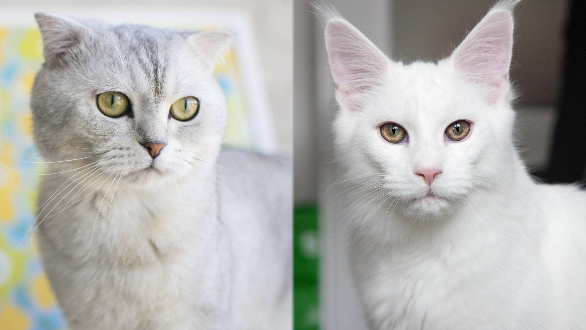 Scottish Fold Maine Coon Cat Mix: Info, Pictures, Temperament & Traits ...