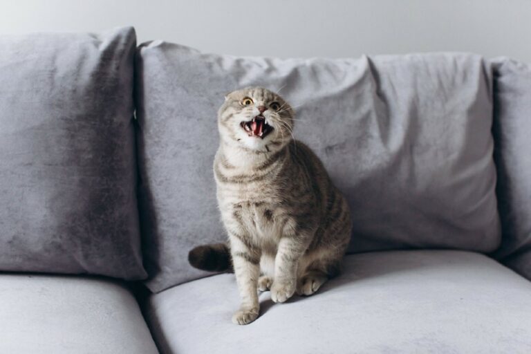 5 Signs of Aggression in Cats: Vet-Reviewed Behavior Problems to Watch ...
