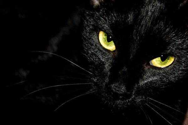 Are Demon Cats Real? Myths & History Revealed - Catster