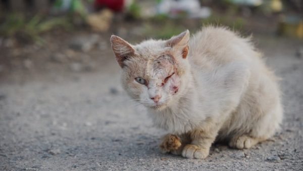 Rare Cat Diseases: 10 Illnesses & What to Watch For (Vet Answer) - Catster