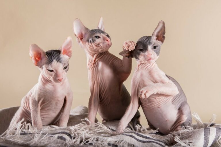 How to Care for Hairless Cats: Vet-Approved Tips & Guide - Catster