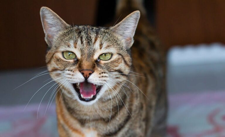 Cat Screaming: Sounds & Why They Do It (Vet Approved) - Catster