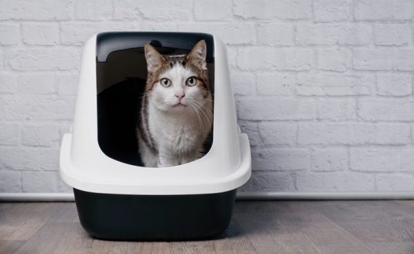 Where Do Cats Pee From? Vet-Reviewed Anatomy - Catster