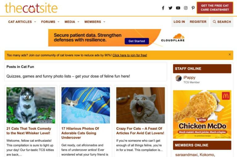 Top 8 Funny Cat Websites on the Internet - Catster
