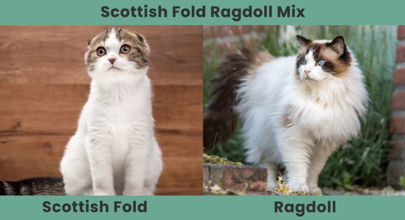 Scottish Fold Ragdoll Mix: Info, Pictures, Temperament & Traits - Catster