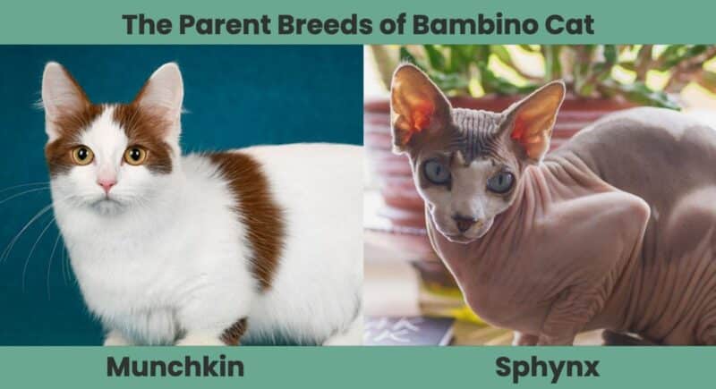 Bambino Cat Breed Info: Pictures, Temperament & Traits - Catster