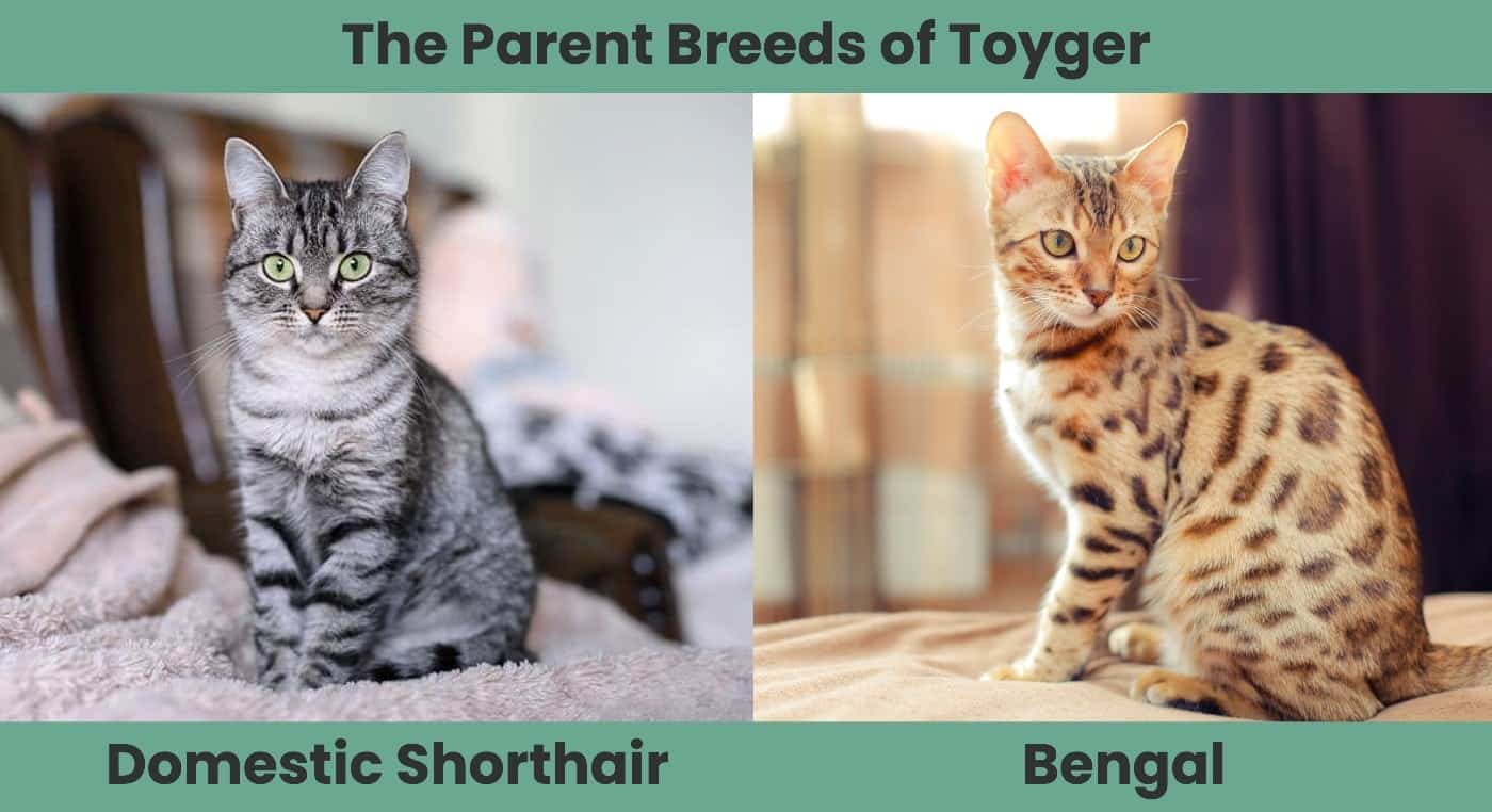 Toyger Cat Breed Info: Pictures, Traits & Facts - Catster