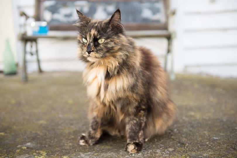 60 Norwegian Forest Cat Colors & Patterns (with Pictures) - Catster