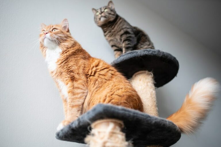 How to Catify Your Home: 9 Vet-Approved Simple Ideas - Catster