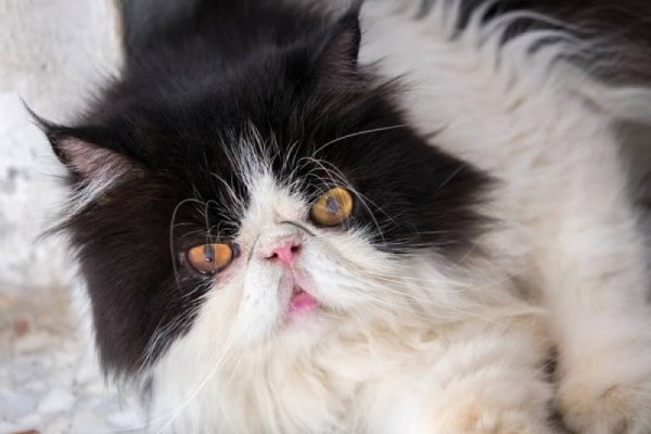 Keratitis in Cats: Causes, Diagnosis & Treatments (Vet Answer) - Catster
